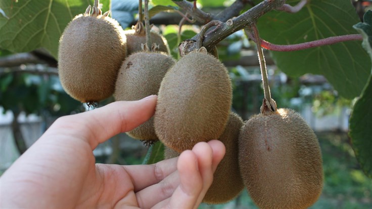 Kiwifarms breached, user data potentially exposed