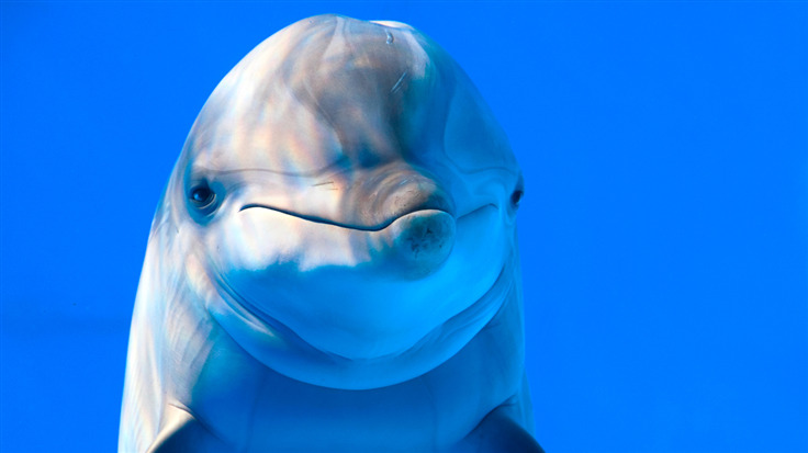 Fake Flipper Zero websites look to cause a big splash