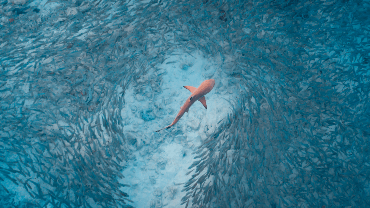 Booking.com reservation abused as cybercriminals steal from travelers ...