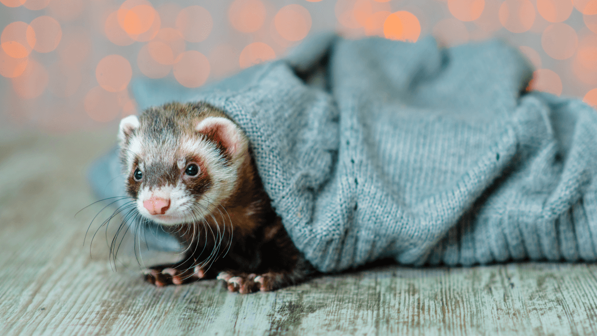 Fake LinkedIn jobs trick Mac users into downloading Flexible Ferret ...