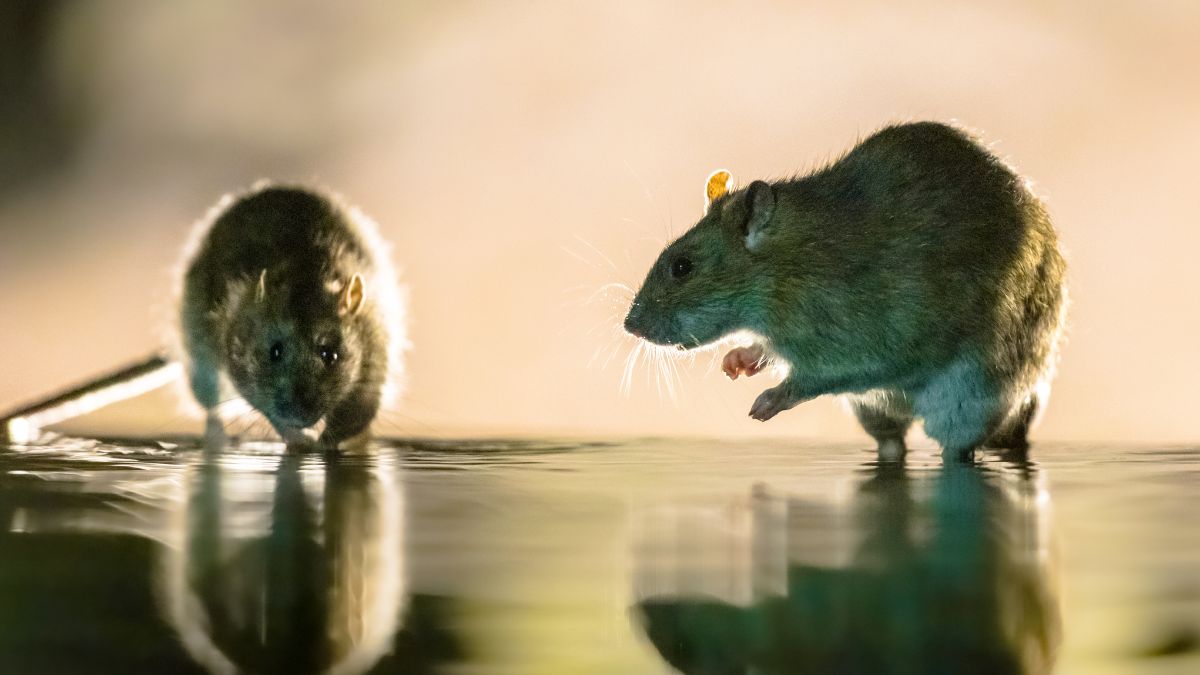 Can you use too many LOLBins to drop some RATs? | Malwarebytes